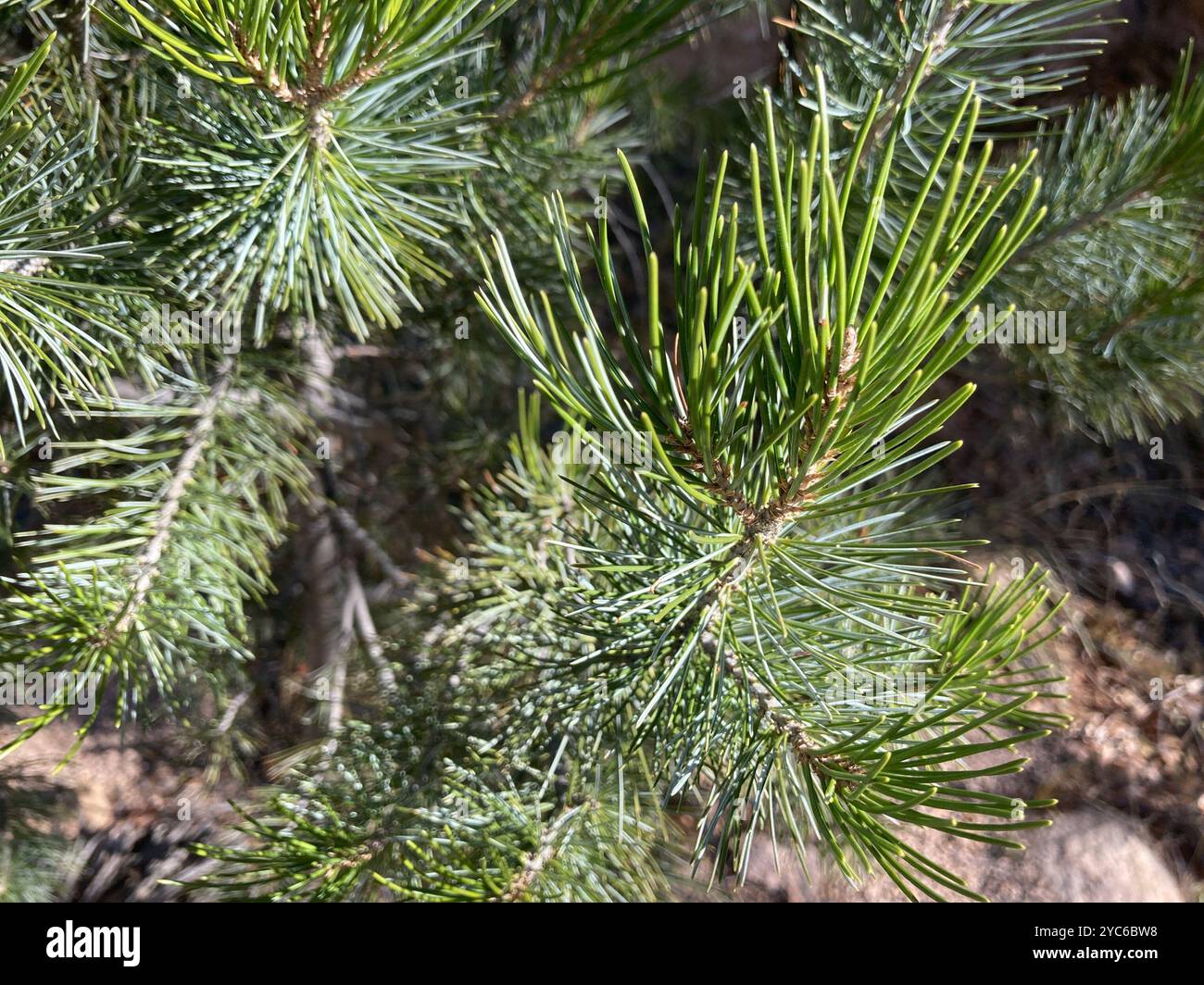 Mexican pinyon (Pinus cembroides) Plantae Stock Photo - Alamy