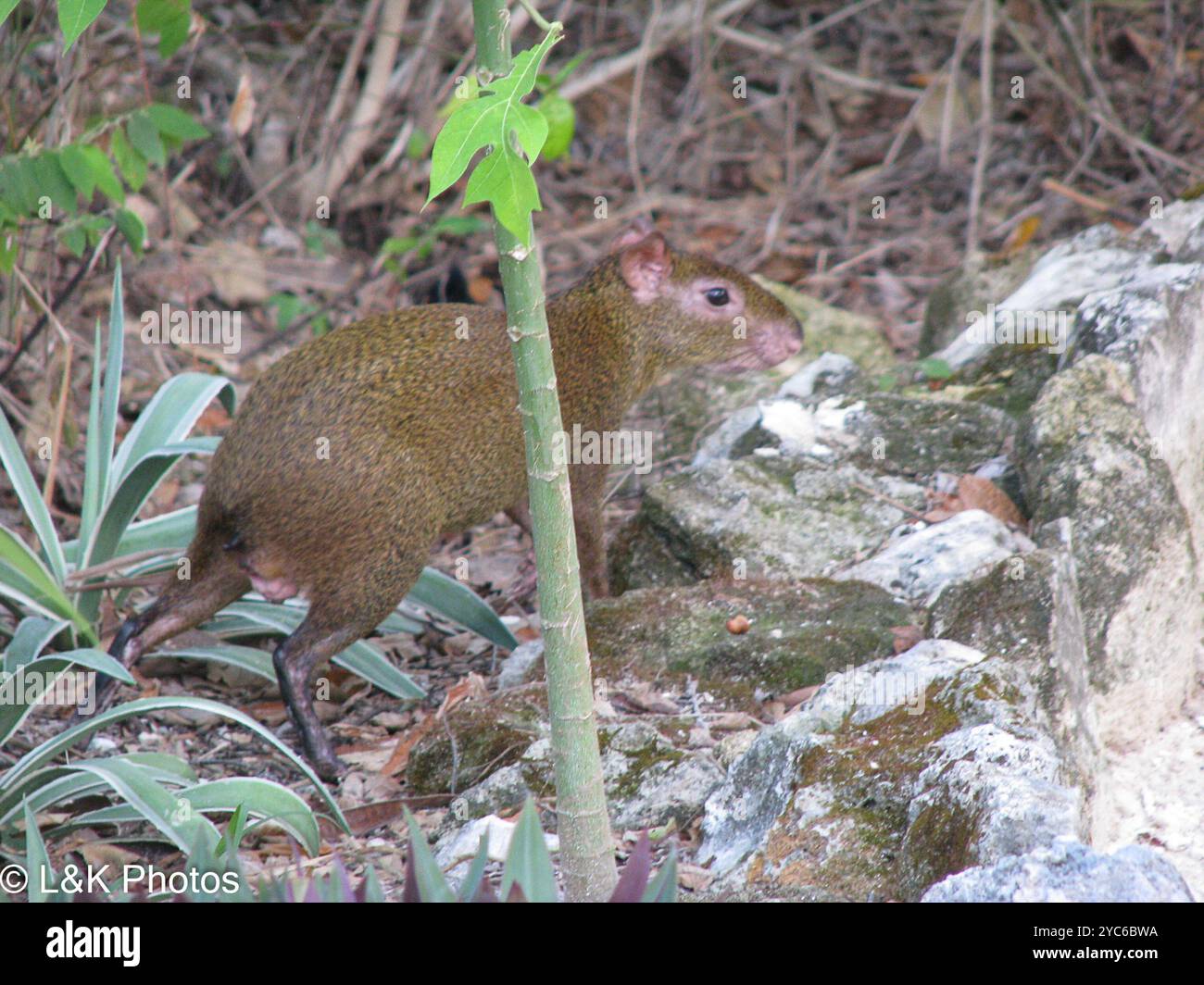 Central American Agouti (Dasyprocta punctata) Mammalia Stock Photo - Alamy