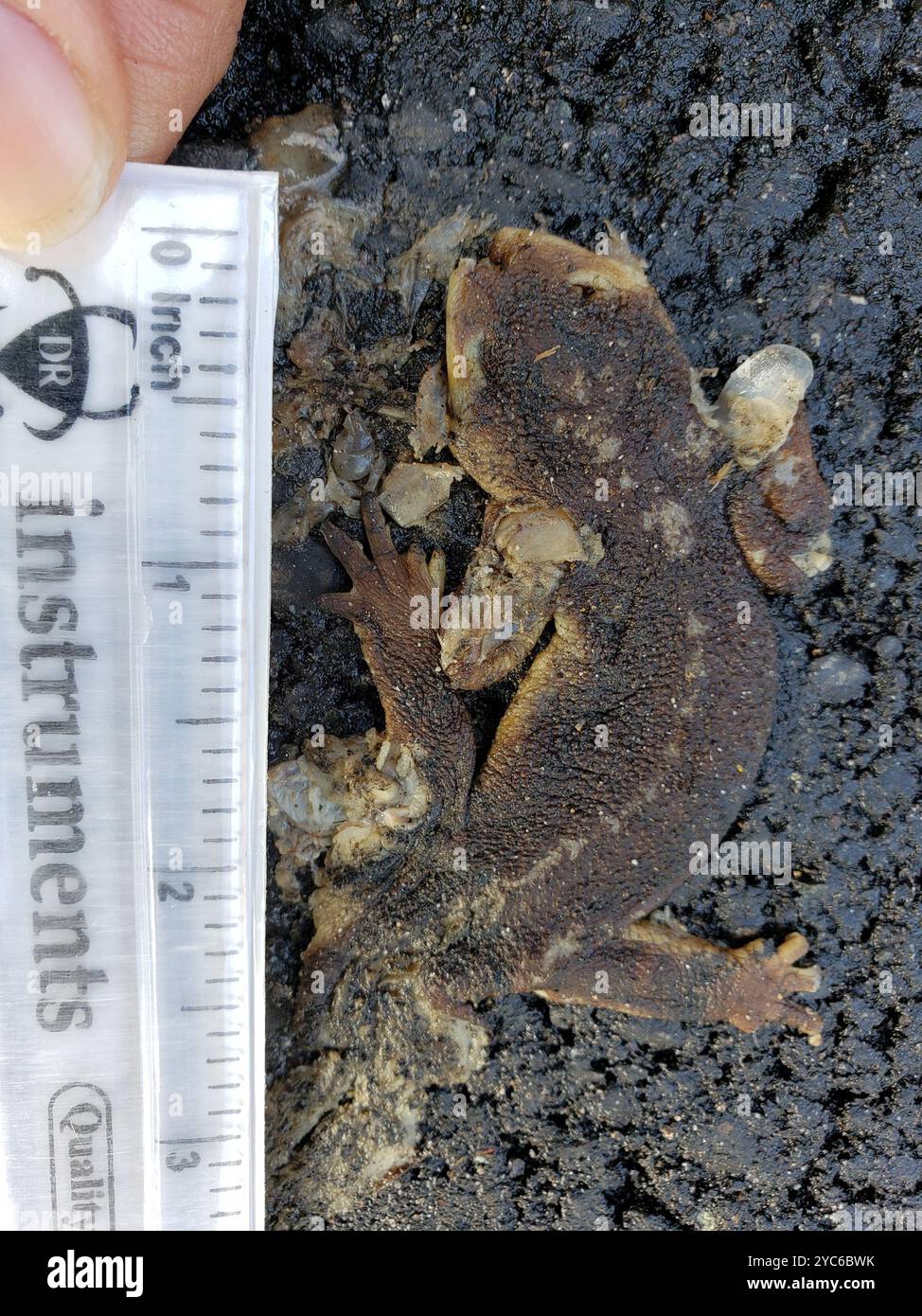 Pacific Newts (Taricha) Amphibia Stock Photo - Alamy