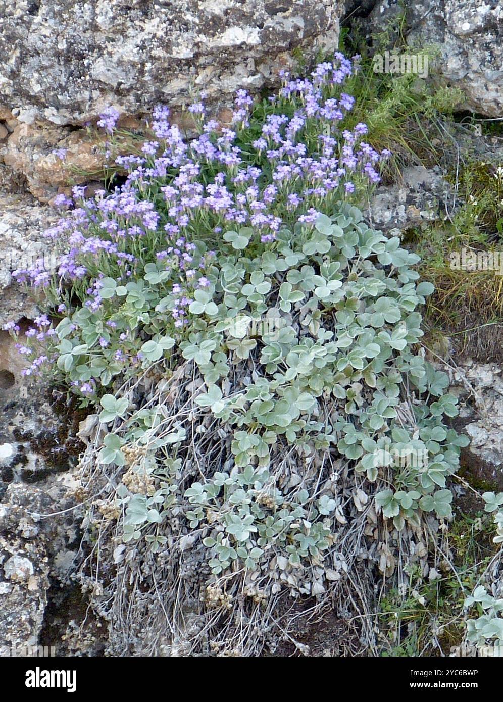mustard family (Brassicaceae) Plantae Stock Photo - Alamy