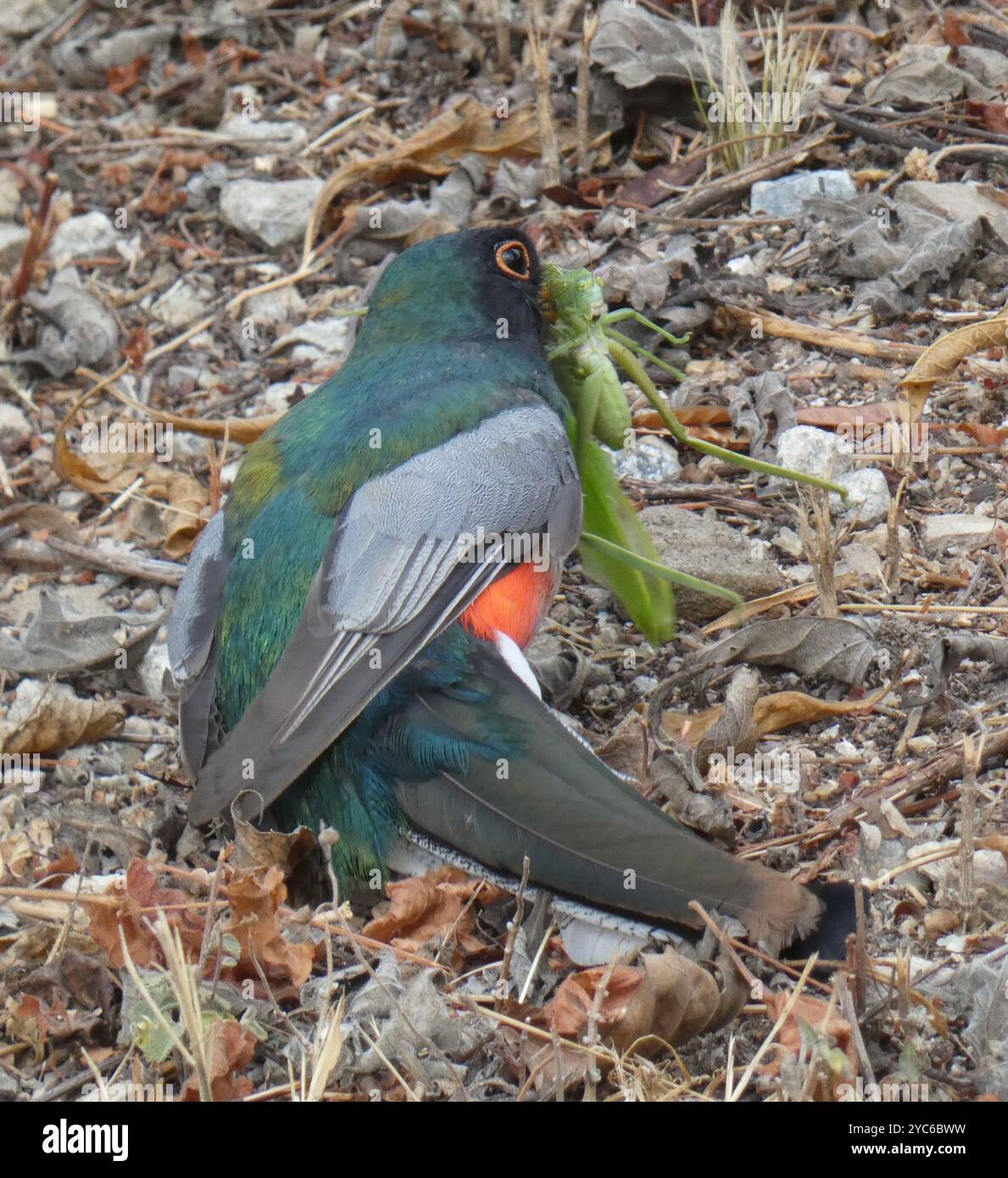 Elegant trogon hi-res stock photography and images - Alamy