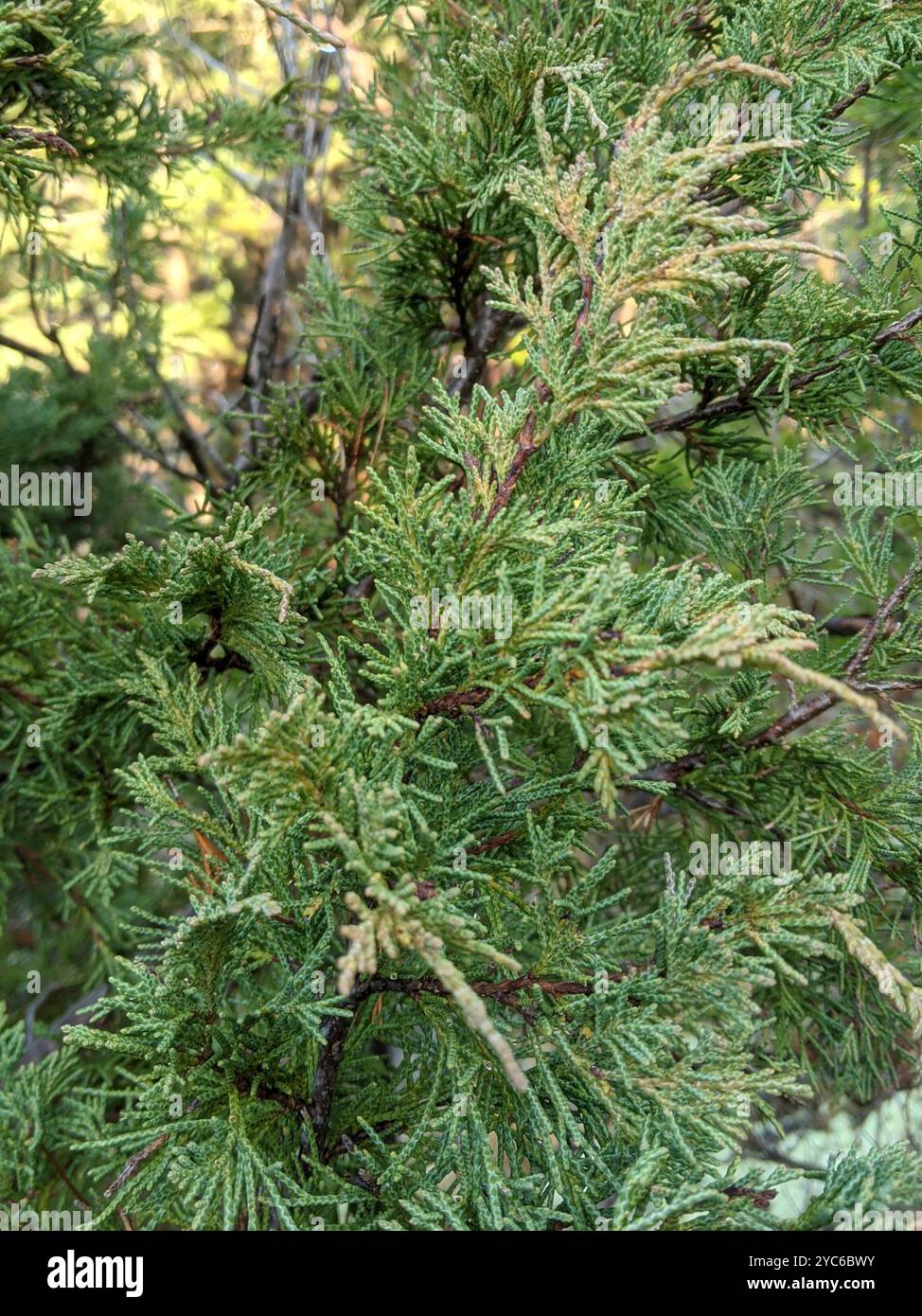 Seaside Juniper (Juniperus maritima) Plantae Stock Photo - Alamy