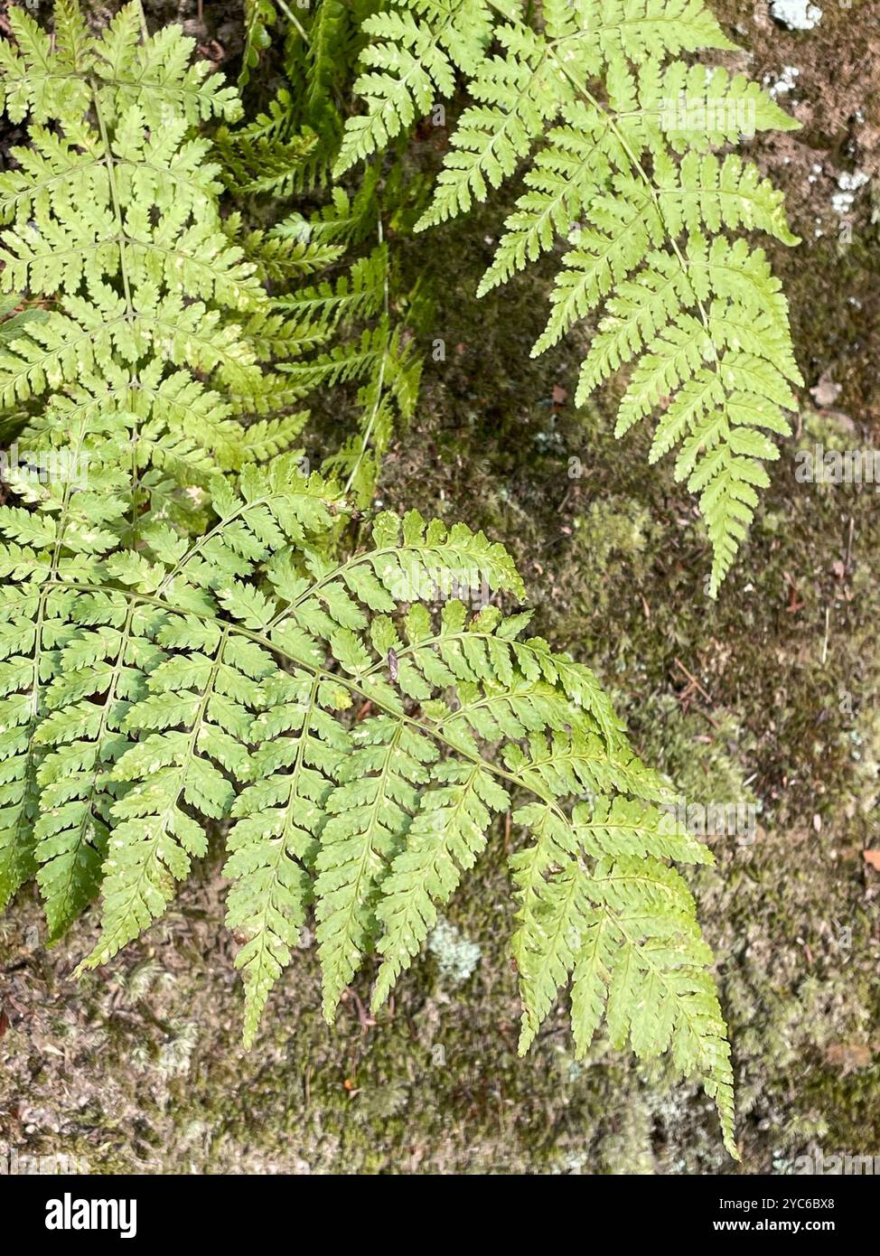 marginal wood fern (Dryopteris marginalis) Plantae Stock Photo - Alamy