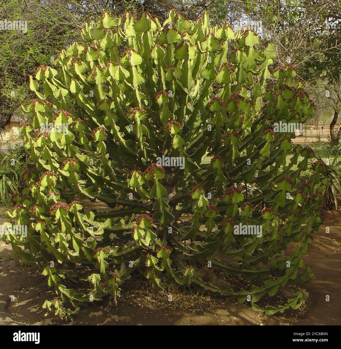 Bushveld Candelabra Tree (Euphorbia cooperi cooperi) Plantae Stock ...