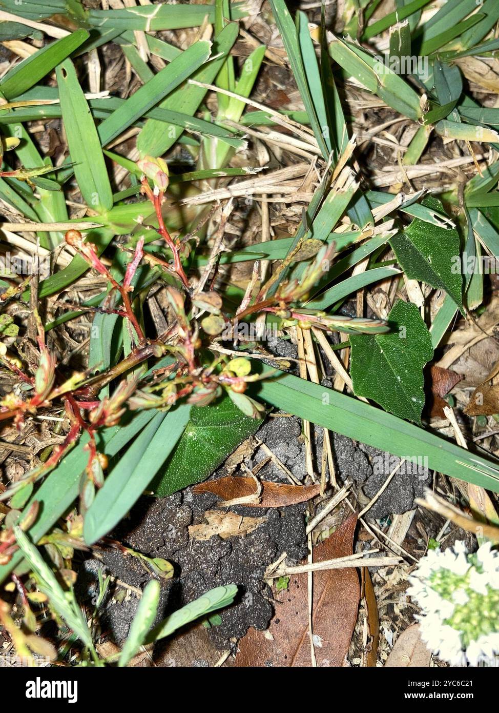 Chamberbitter (Phyllanthus urinaria) Plantae Stock Photo - Alamy