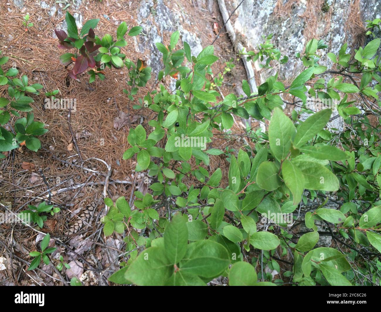 black huckleberry (Gaylussacia baccata) Plantae Stock Photo - Alamy
