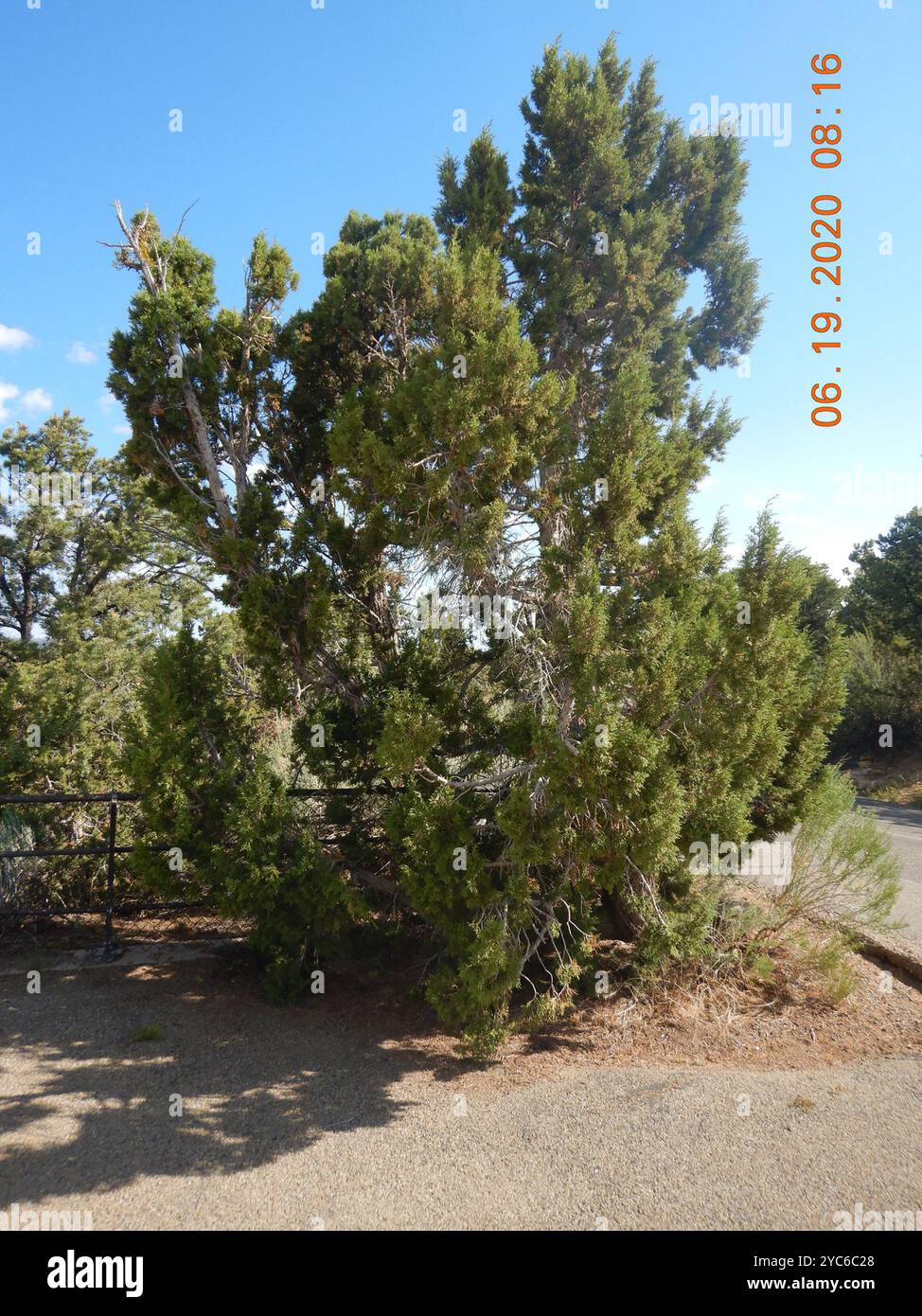 Utah Juniper (Juniperus osteosperma) Plantae Stock Photo - Alamy