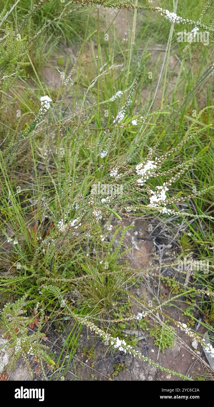 Epacris microphylla hi-res stock photography and images - Alamy