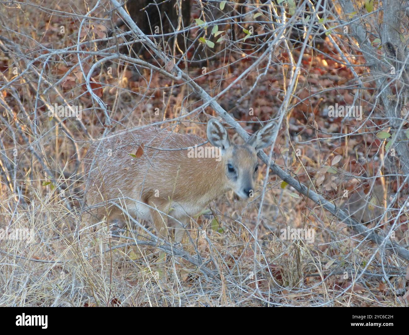 Sharpe's Grysbok (Raphicerus sharpei) Mammalia Stock Photo - Alamy
