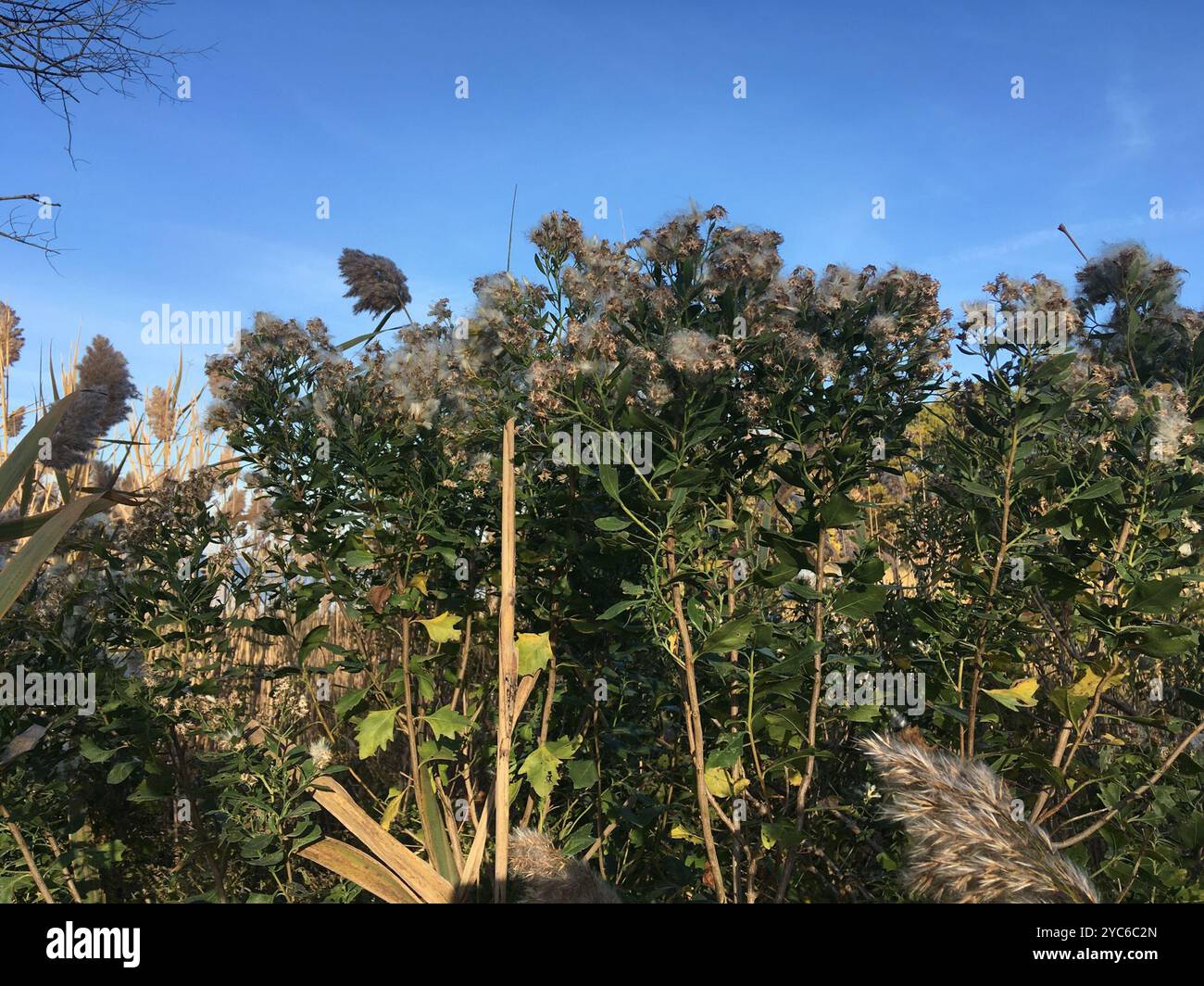 groundsel tree (Baccharis halimifolia) Plantae Stock Photo - Alamy