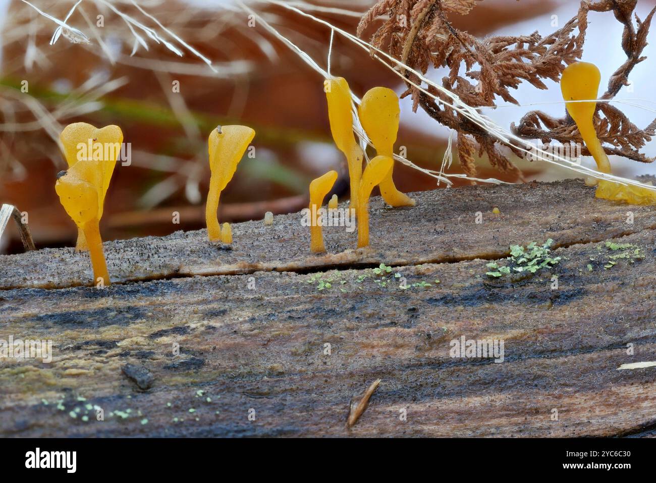 Fan shaped jelly fungi hi-res stock photography and images - Alamy