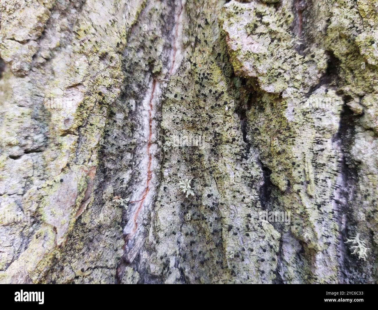 Green Stubble Lichen (Calicium viride) Fungi Stock Photo - Alamy