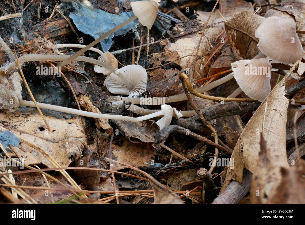 Iodine Bonnet (Mycena filopes) Fungi Stock Photo - Alamy