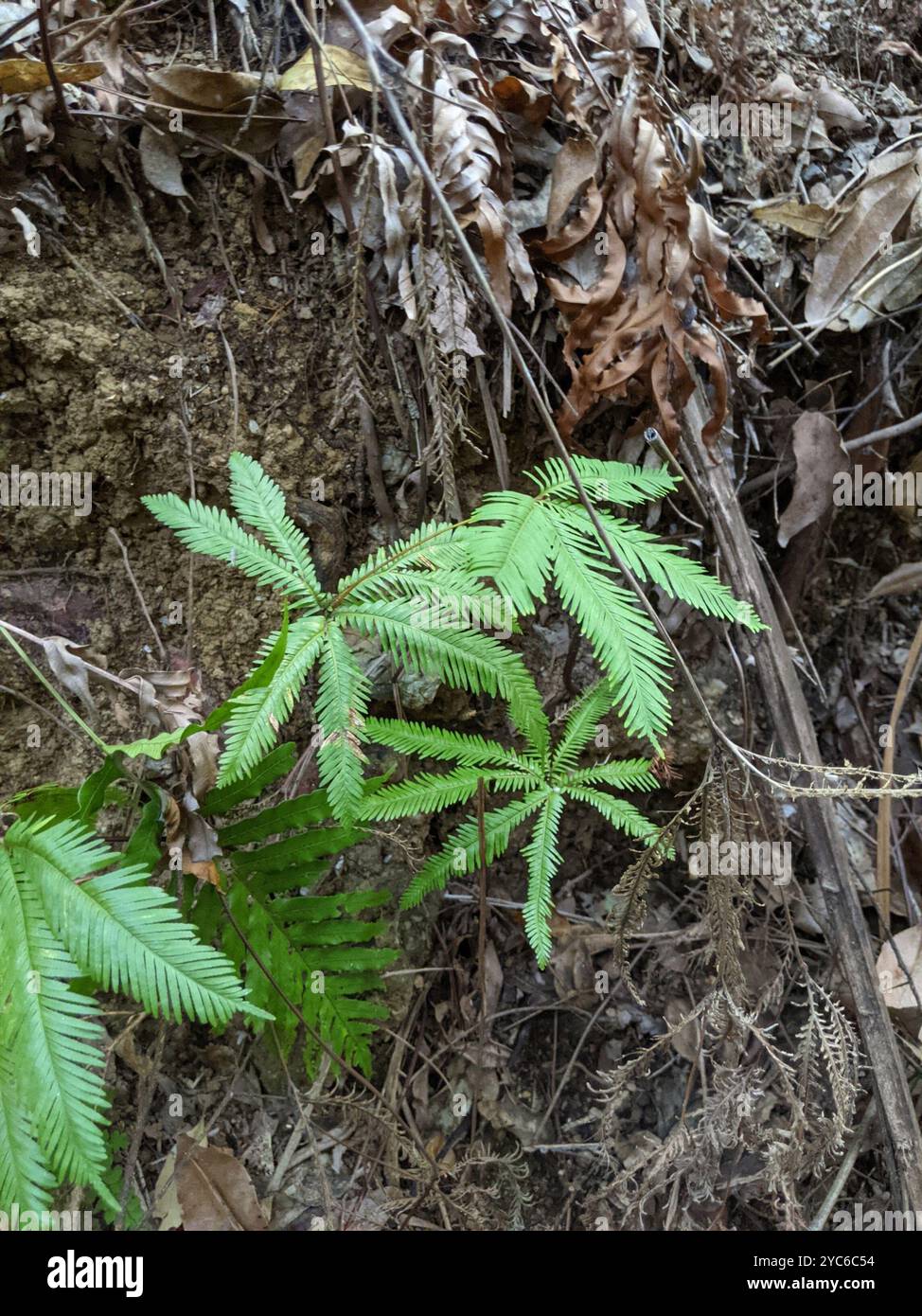 Shiny Fan Fern (Sticherus flabellatus flabellatus) Plantae Stock Photo ...