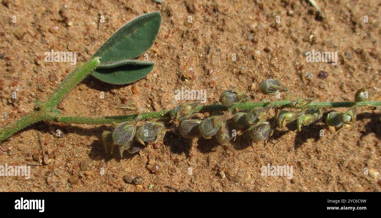 Mealie Rattlepod (Crotalaria sphaerocarpa) Plantae Stock Photo - Alamy
