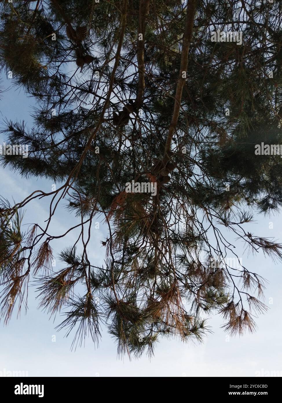 Monterey pine (Pinus radiata) Plantae Stock Photo - Alamy