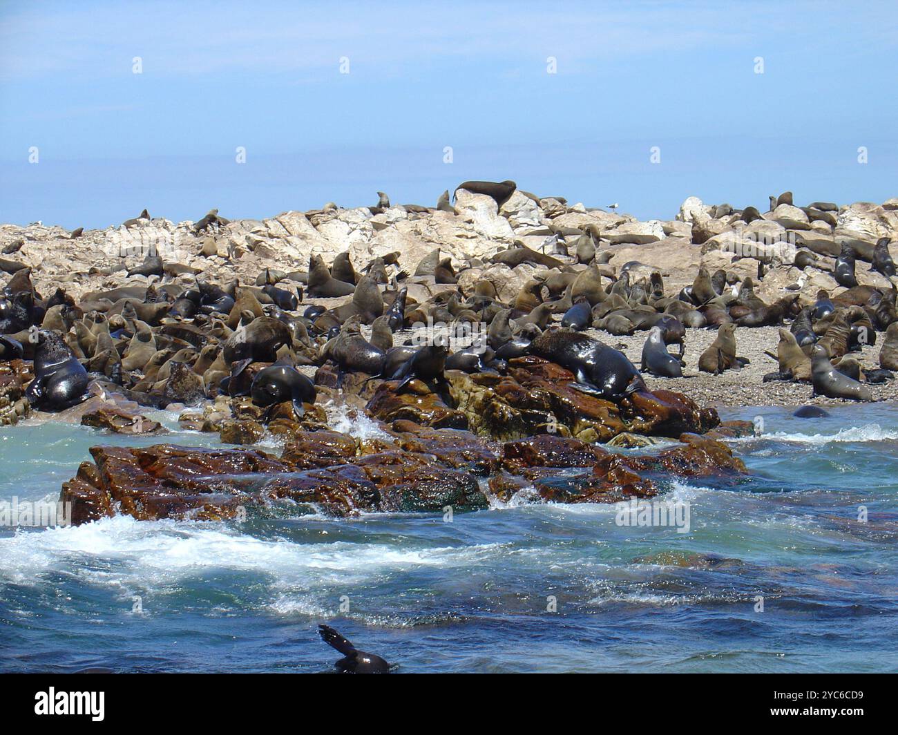 Cape Fur Seal (Arctocephalus pusillus pusillus) Mammalia Stock Photo ...