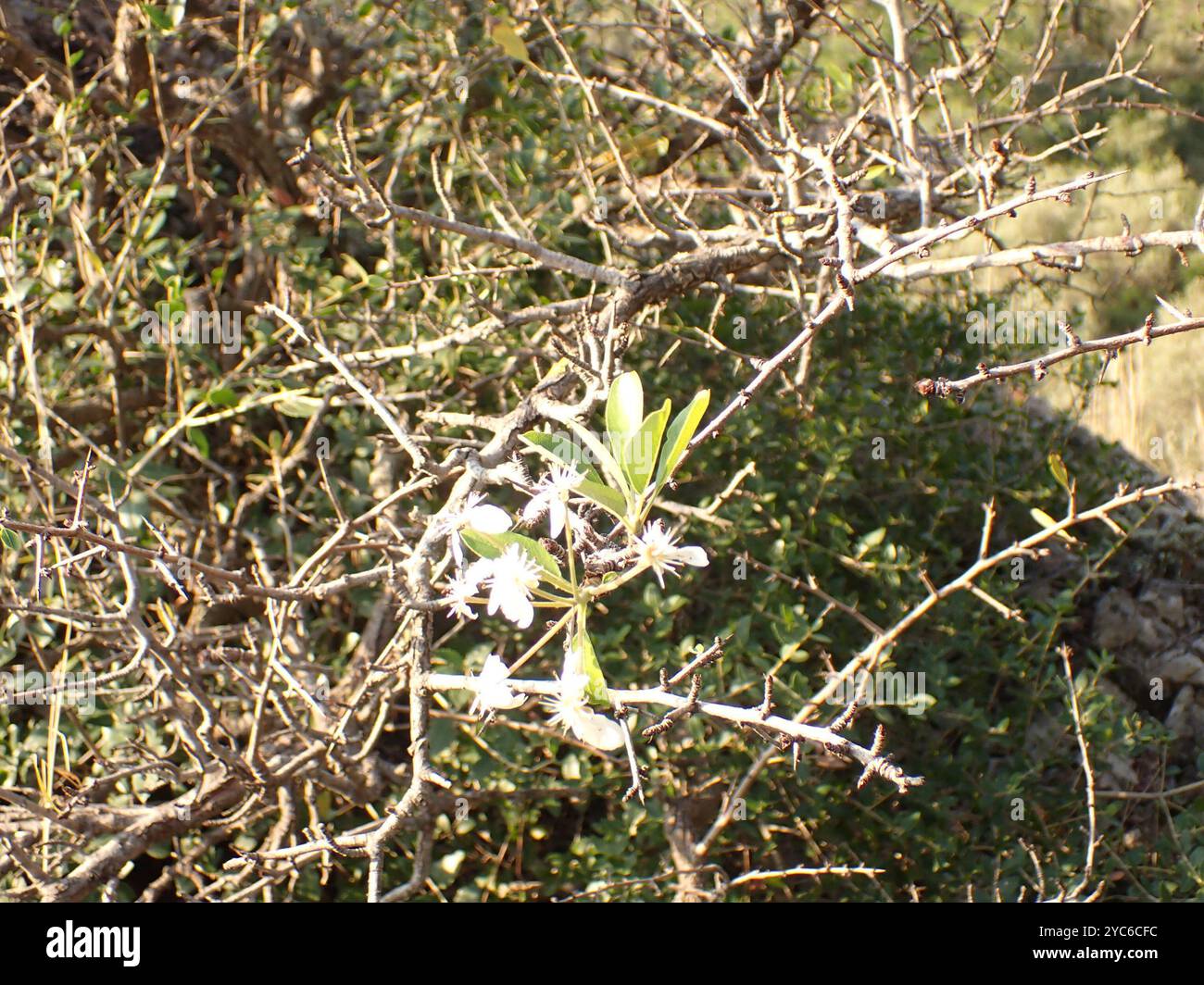 Almond leaved pear pyrus spinosa hi-res stock photography and images ...
