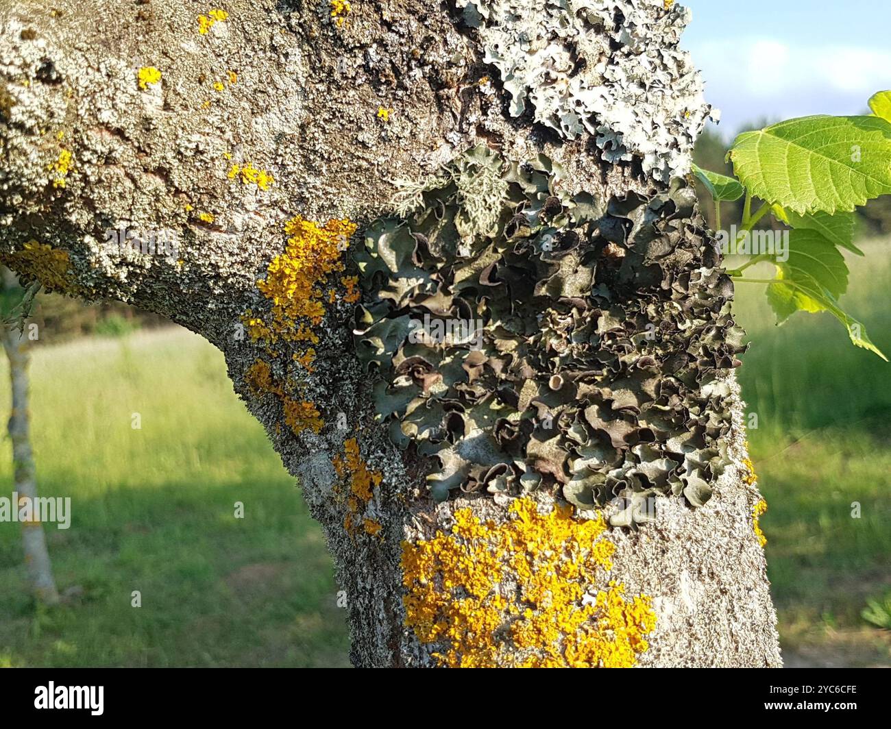 (Pleurosticta acetabulum) Fungi Stock Photo - Alamy