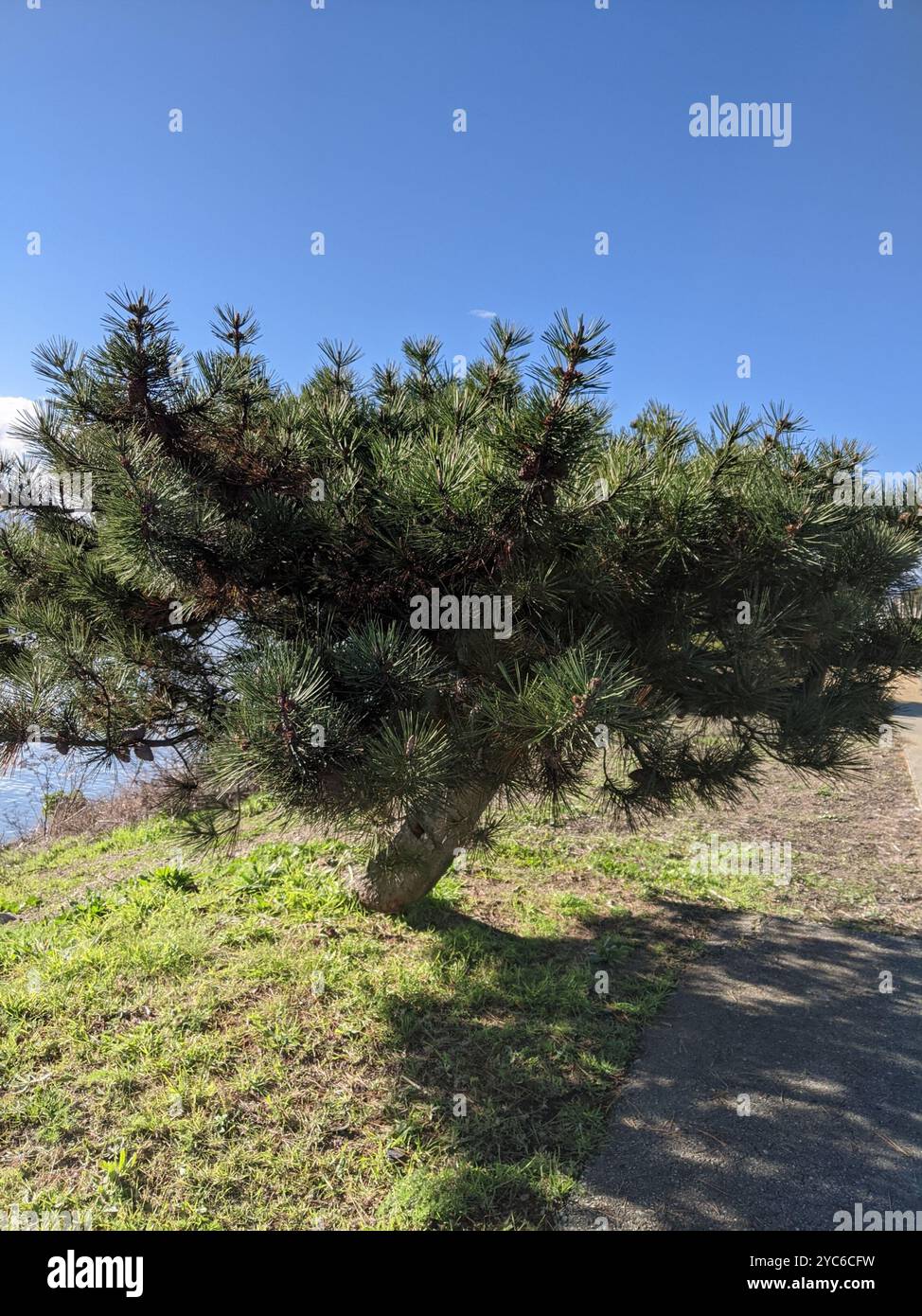Monterey pine (Pinus radiata) Plantae Stock Photo - Alamy