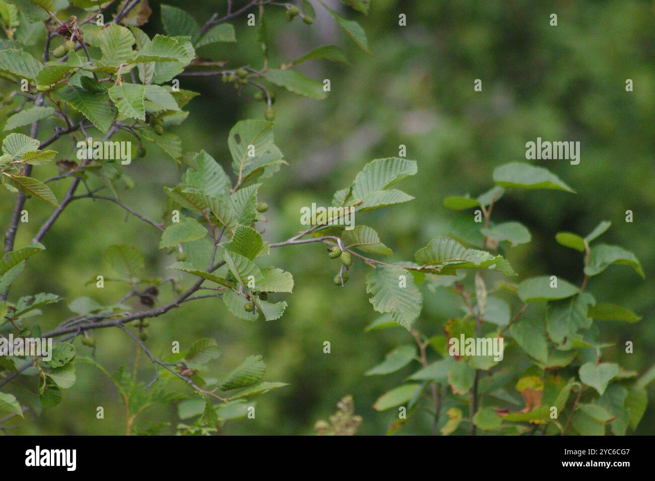 swamp alder (Alnus incana rugosa) Plantae Stock Photo - Alamy