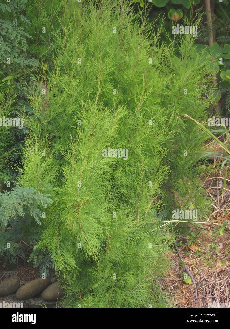 athel tamarisk (Tamarix aphylla) Plantae Stock Photo - Alamy