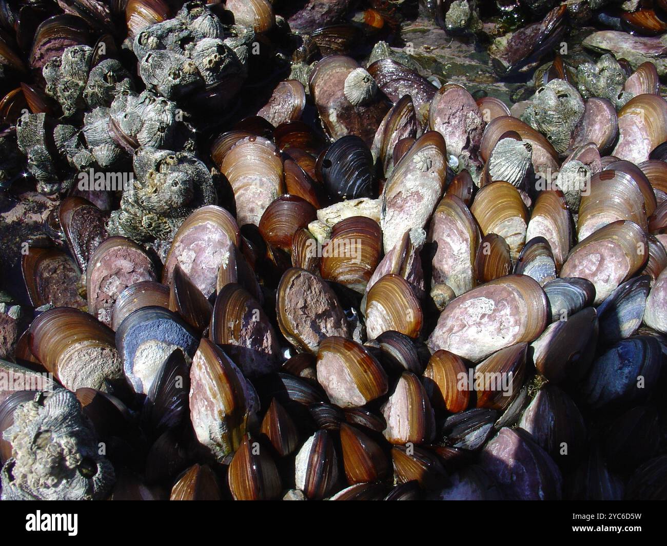 Brown Mussel (Perna perna) Mollusca Stock Photo - Alamy