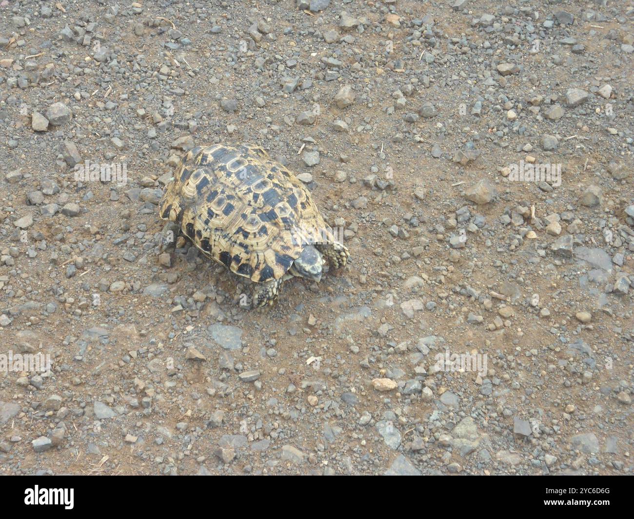 Eastern Hinged-Back Tortoise (Kinixys zombensis) Reptilia Stock Photo ...