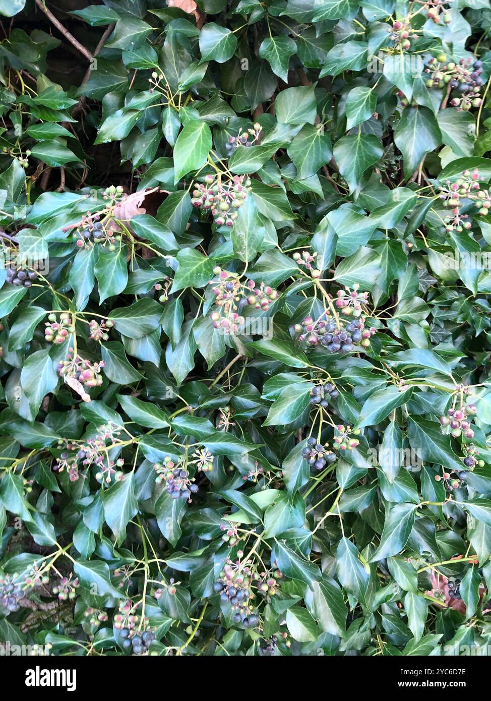 Atlantic Ivy (Hedera hibernica) Plantae Stock Photo - Alamy