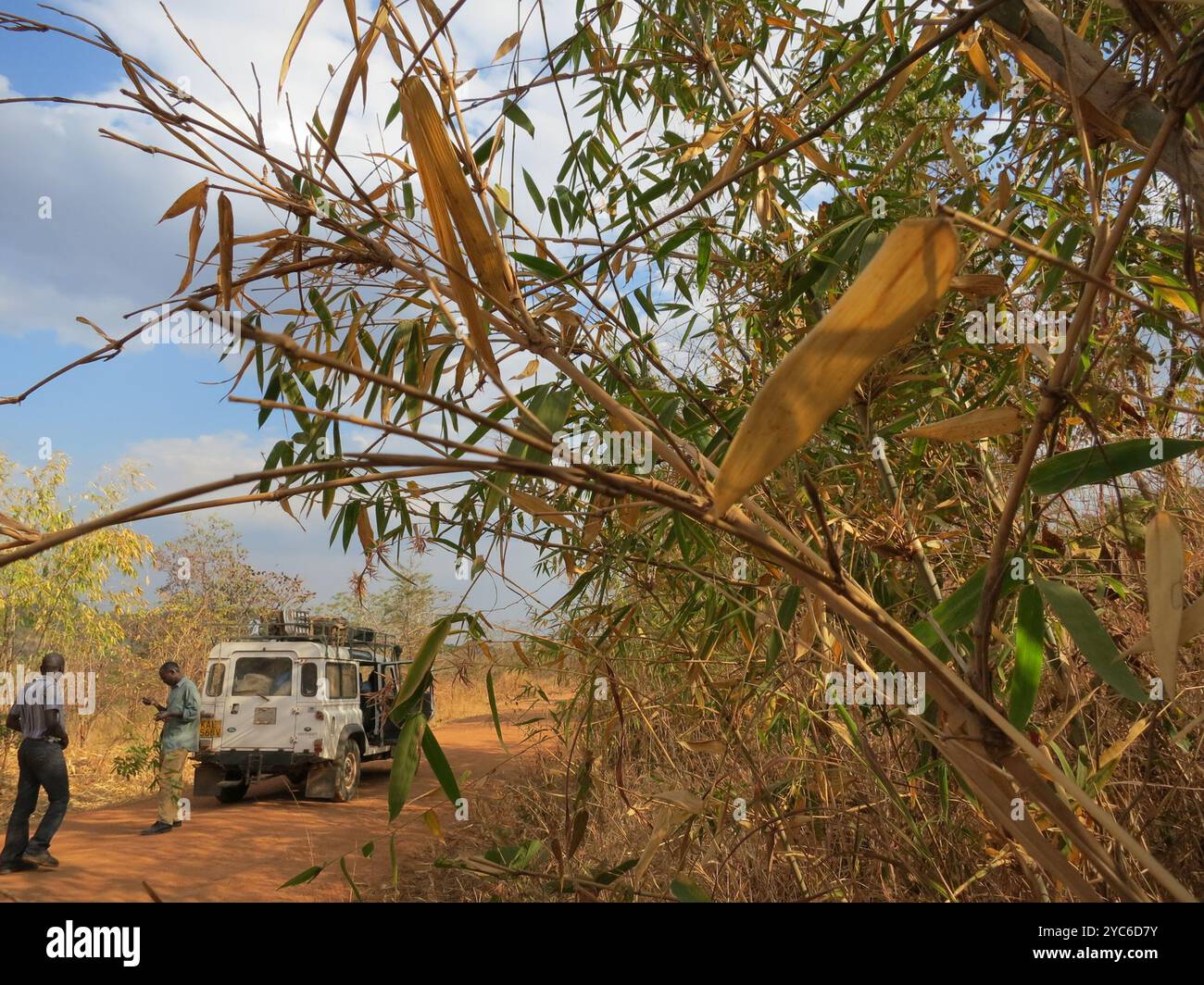 African Bamboo (Oxytenanthera abyssinica) Plantae Stock Photo - Alamy