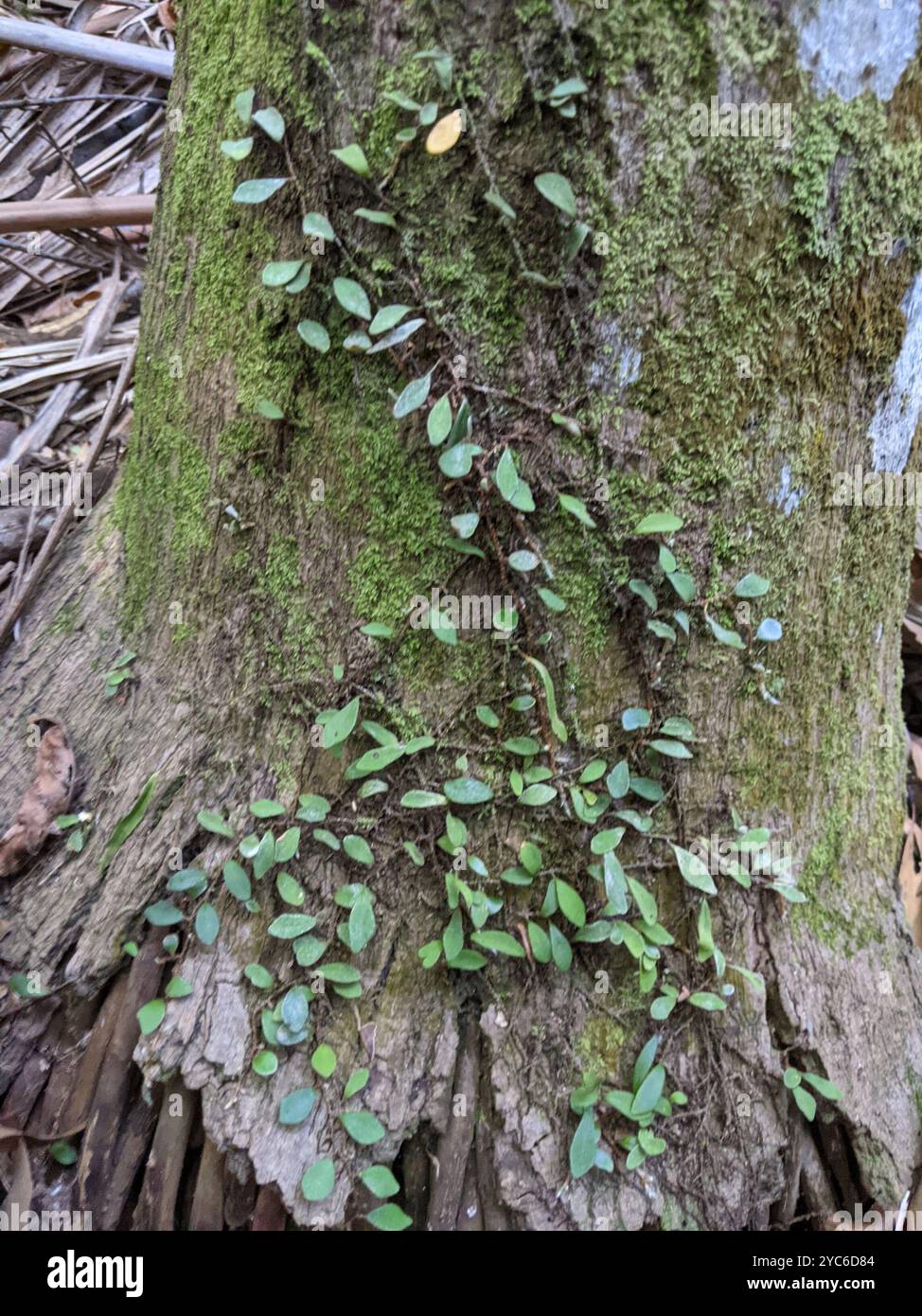 Rock Felt Fern (Pyrrosia rupestris) Plantae Stock Photo - Alamy