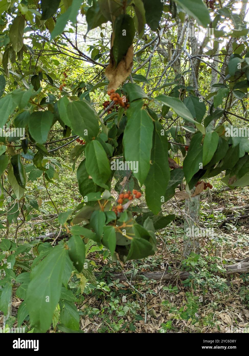 Kamala (Mallotus philippensis) Plantae Stock Photo - Alamy