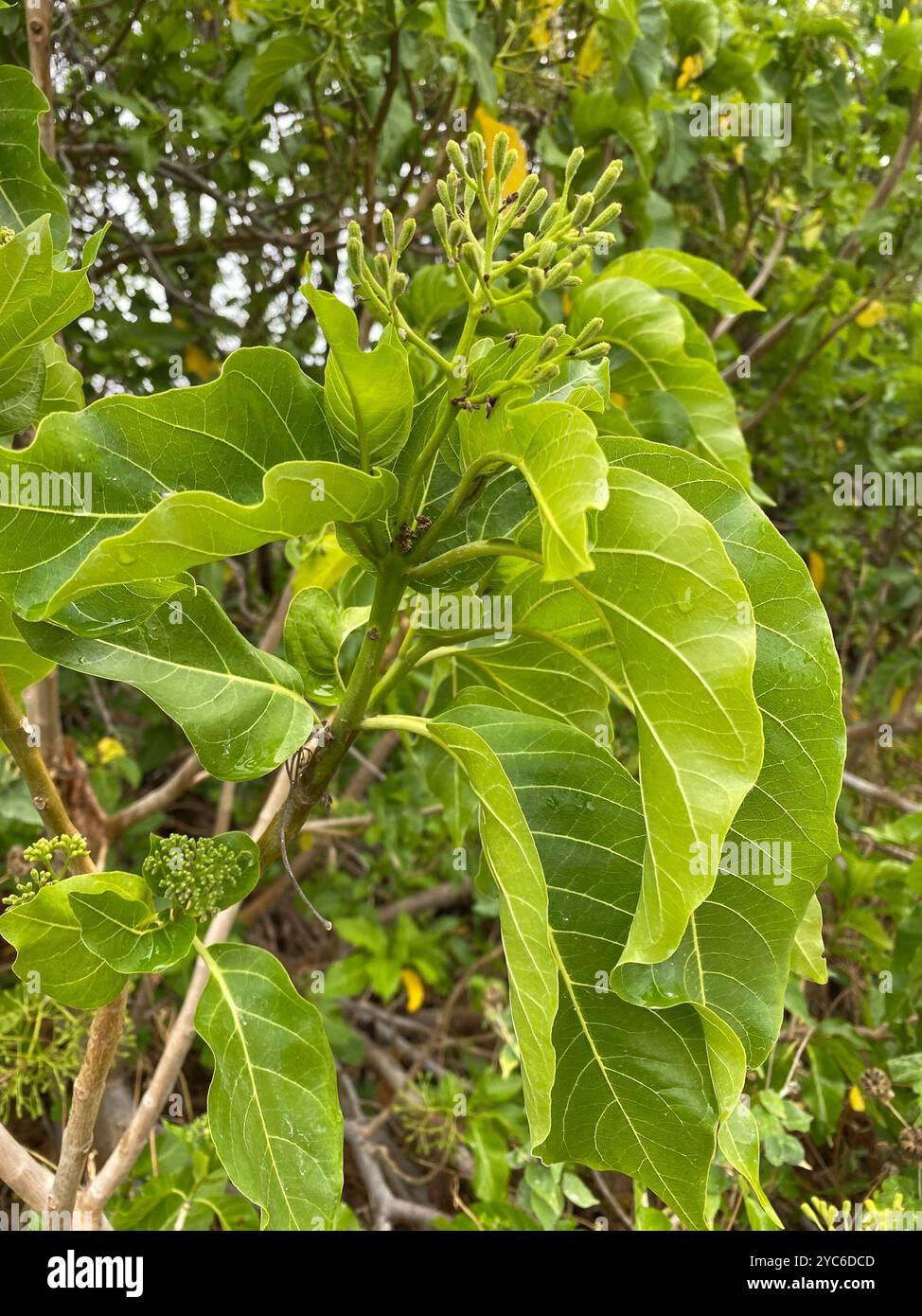 grand devil's-claws (Pisonia grandis) Plantae Stock Photo - Alamy
