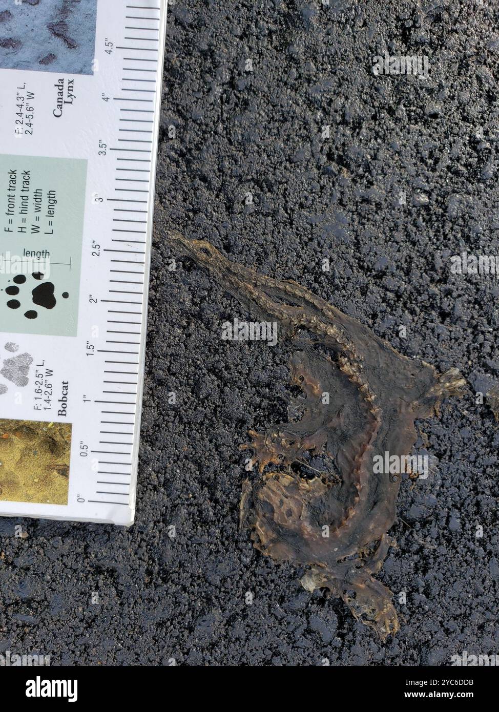 Pacific Newts (Taricha) Amphibia Stock Photo - Alamy