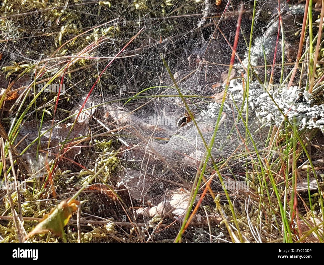 Labyrinth spider (Agelena labyrinthica) Arachnida Stock Photo - Alamy