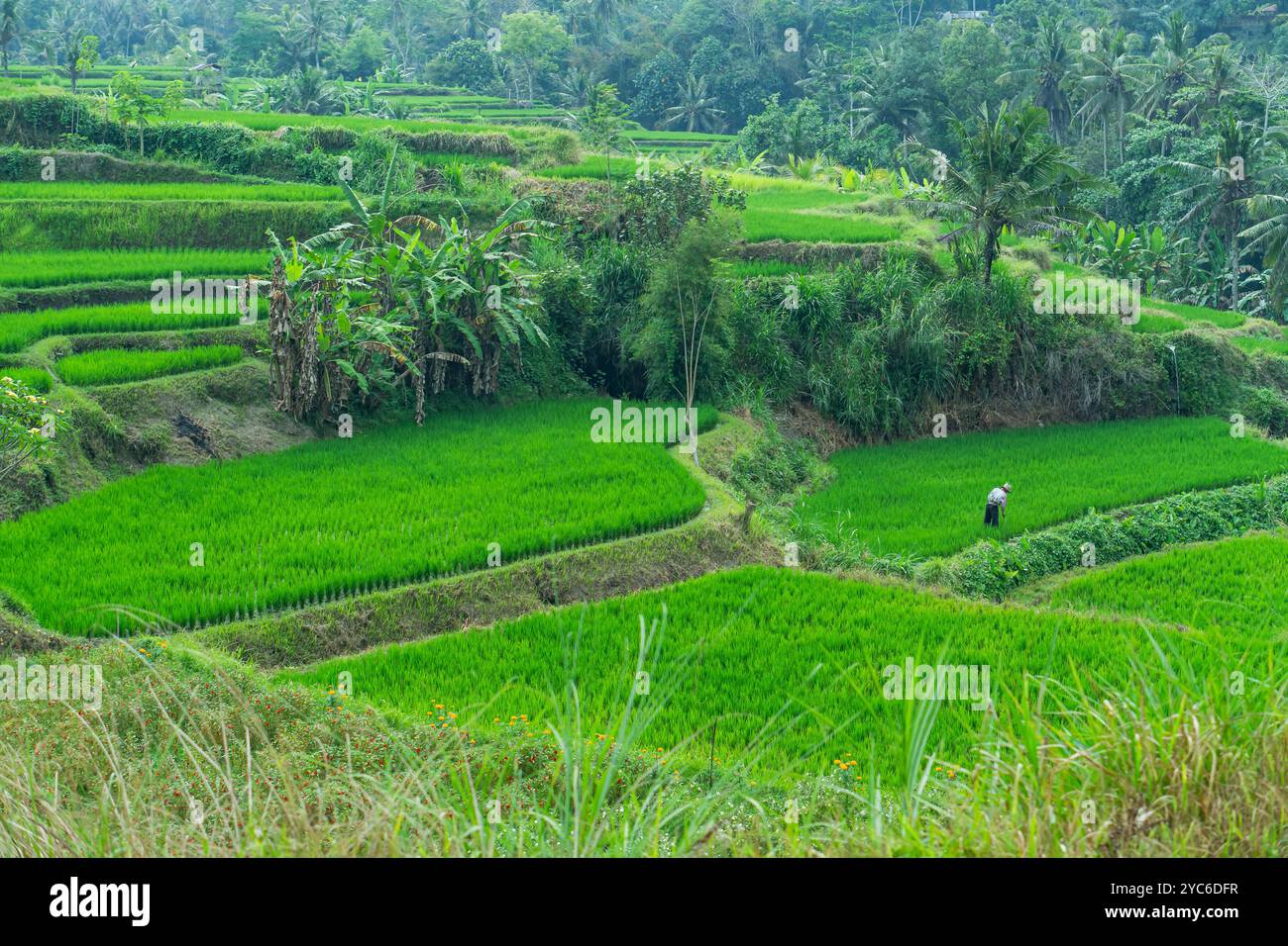 A lush green landscape featuring terraced rice fields in a tropical ...