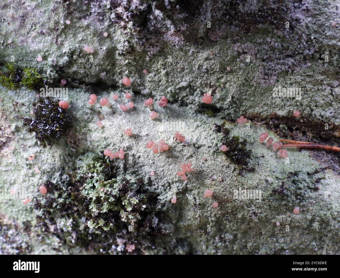 Scale Beret Lichen (Baeomyces carneus) Fungi Stock Photo - Alamy