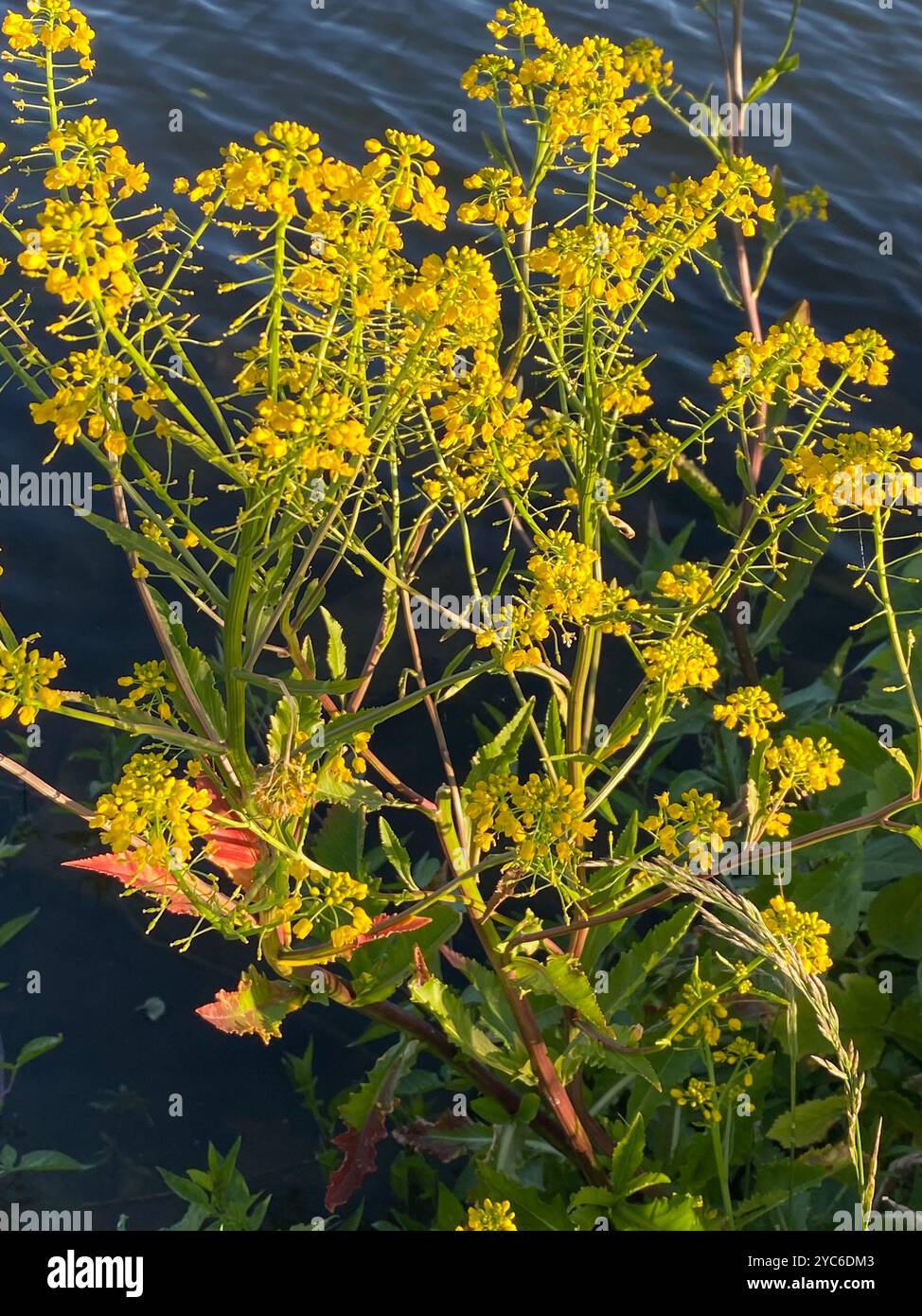 Amphibious Yellowcress (Rorippa amphibia) Plantae Stock Photo - Alamy