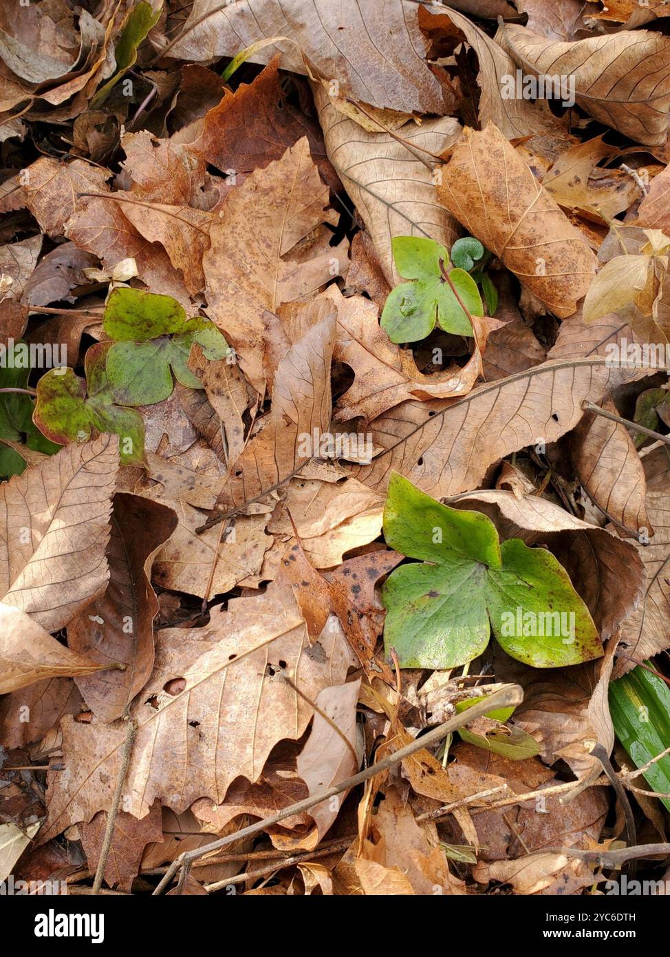 sharp-lobed hepatica (Hepatica acutiloba) Plantae Stock Photo - Alamy