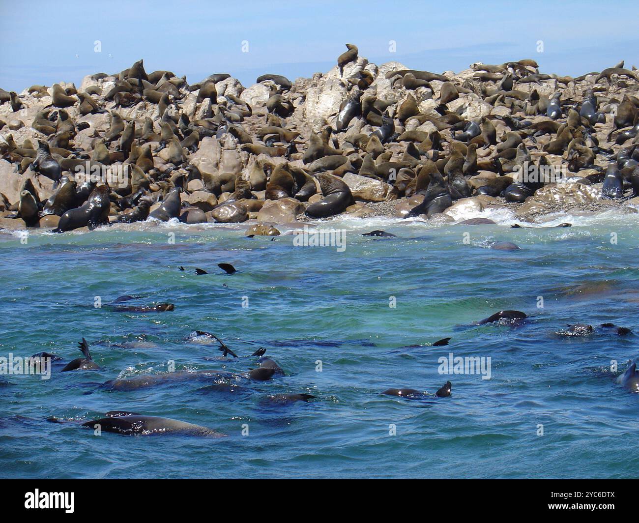 Cape Fur Seal (Arctocephalus pusillus pusillus) Mammalia Stock Photo ...