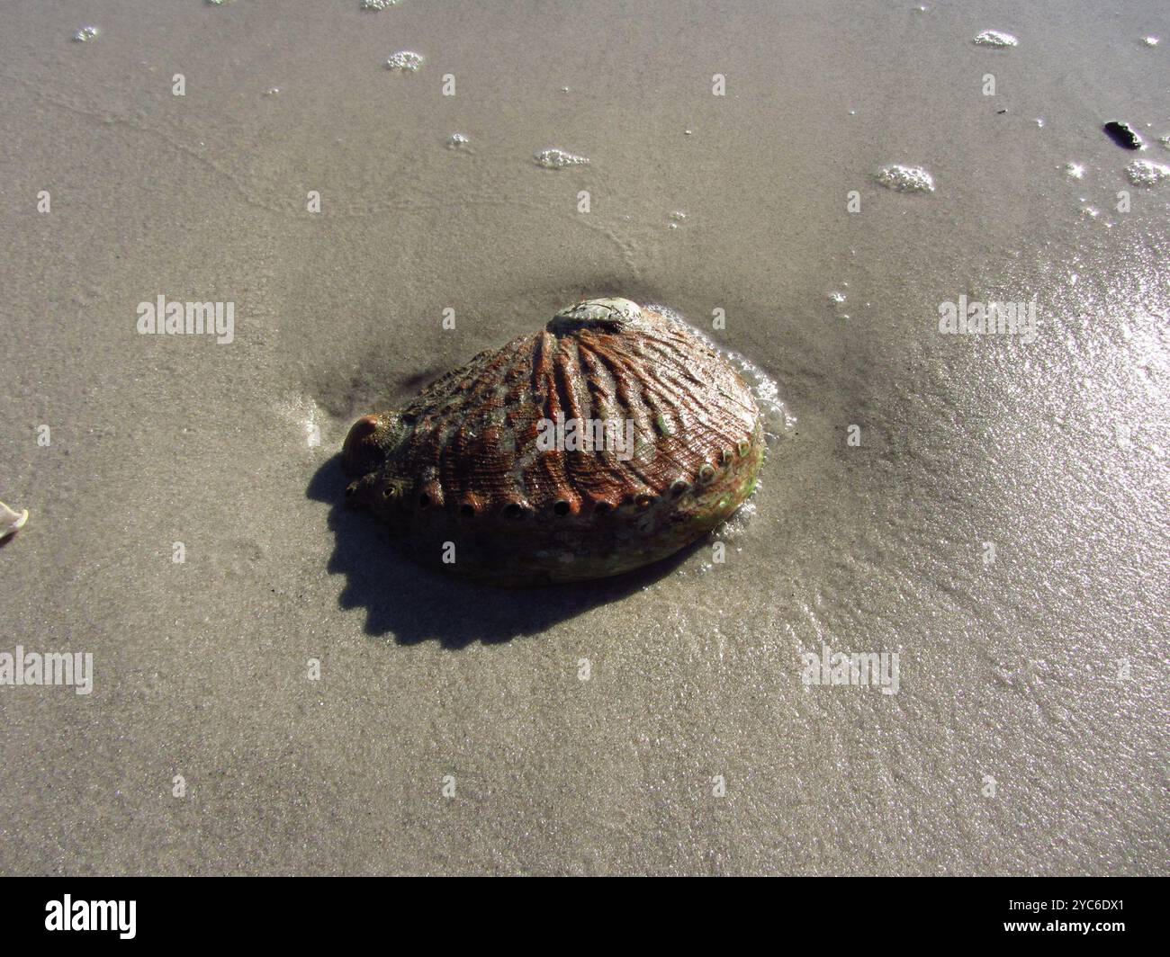 Haliotis rubra hi-res stock photography and images - Alamy