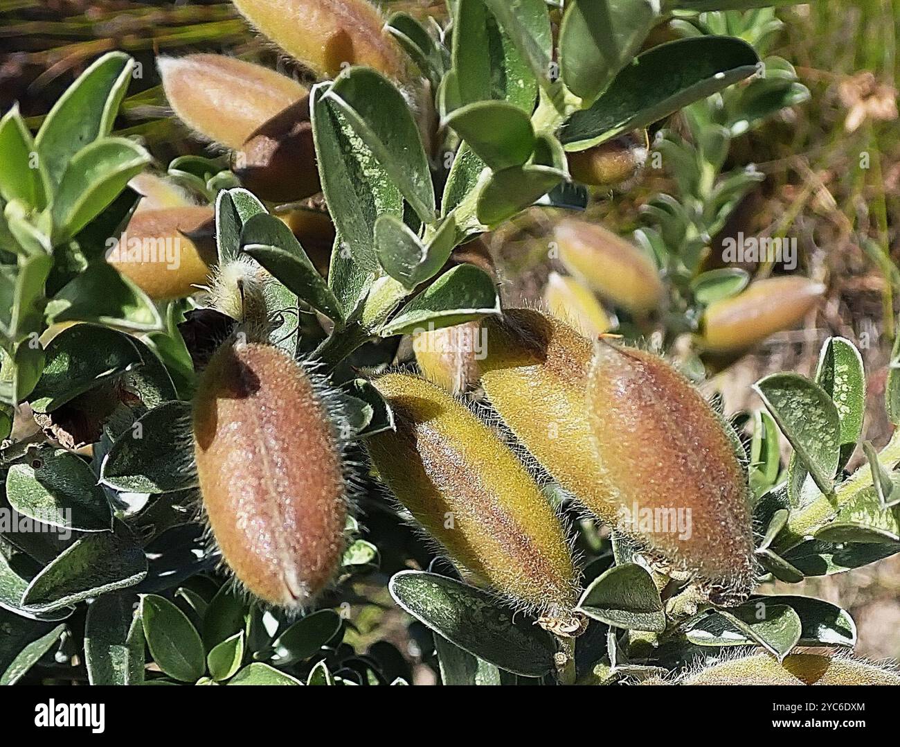 Myrtle Capesweetpea (Podalyria myrtillifolia) Plantae Stock Photo - Alamy