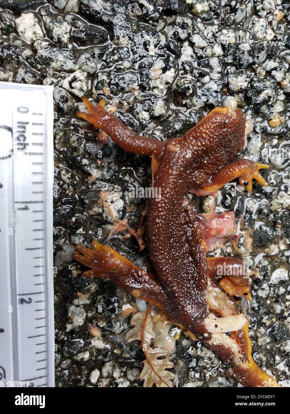 Pacific Newts (Taricha) Amphibia Stock Photo - Alamy