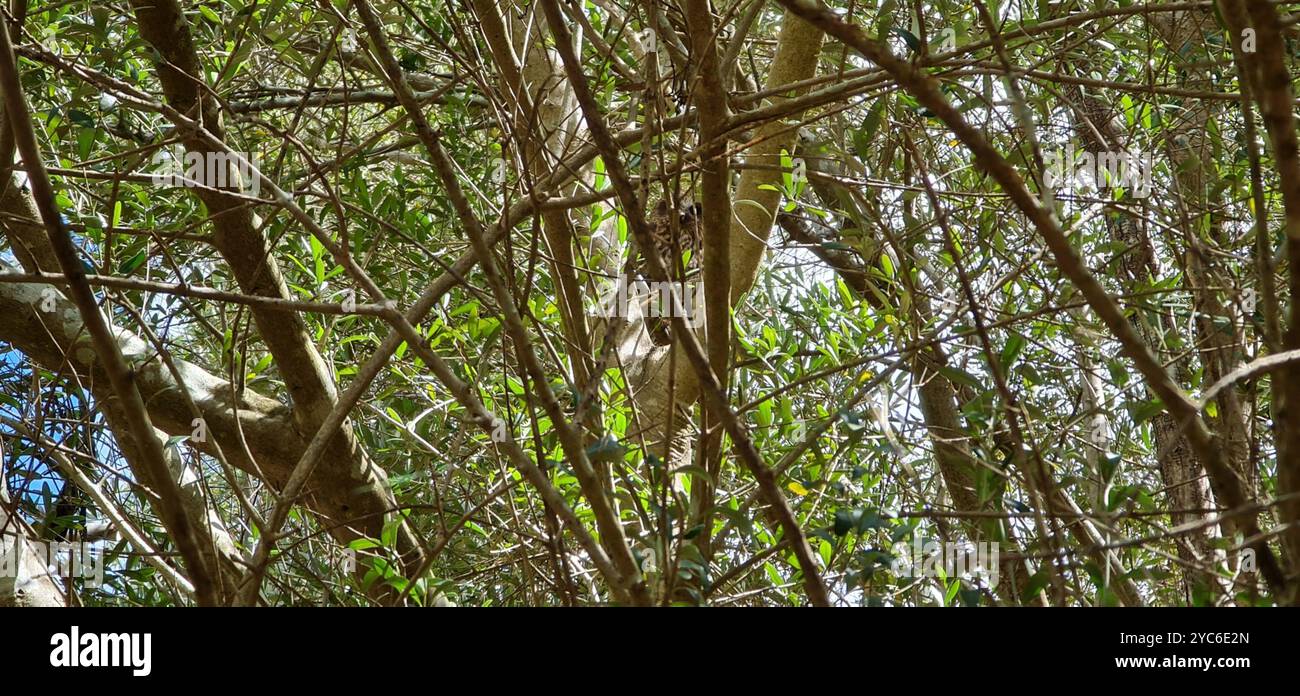 Southern Boobook (Ninox boobook) Aves Stock Photo - Alamy
