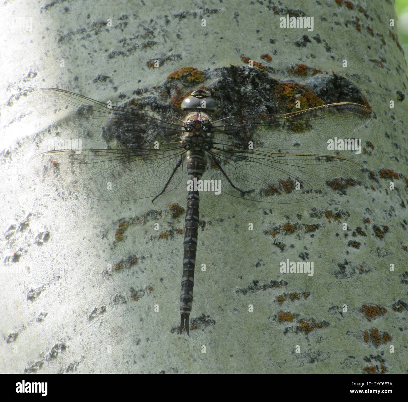 Hawkers and Typical Darners (Aeshna) Insecta Stock Photo - Alamy