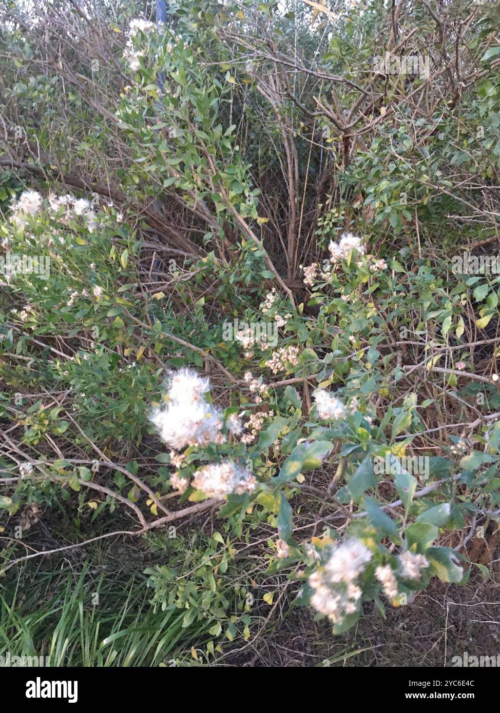 groundsel tree (Baccharis halimifolia) Plantae Stock Photo - Alamy