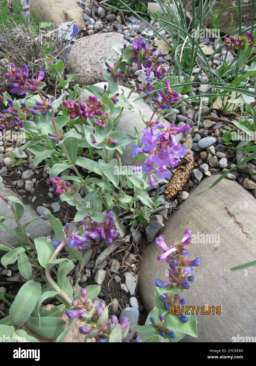 Wax-leaf Beardtongue (Penstemon nitidus) Plantae Stock Photo - Alamy