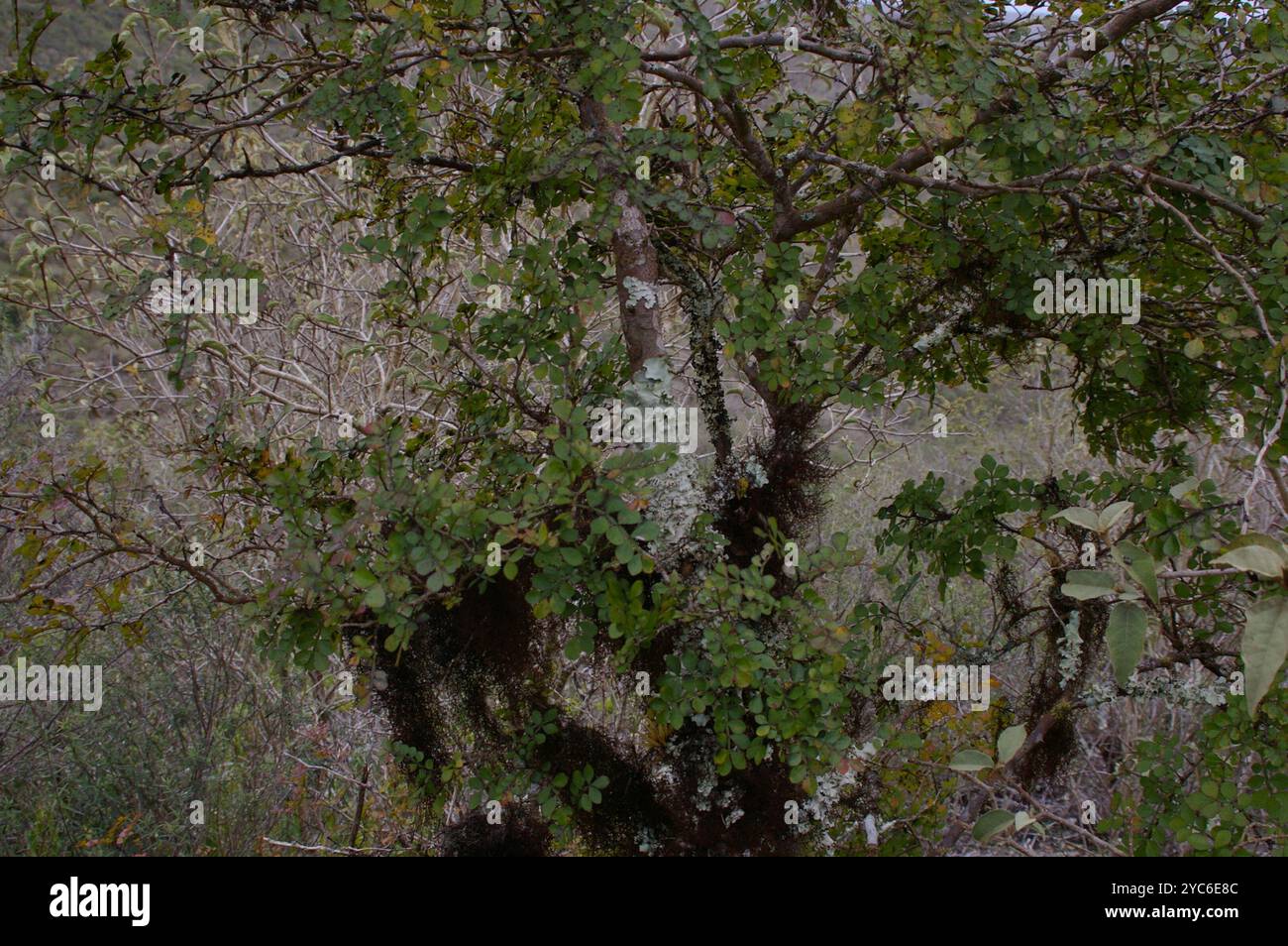 Lime Prickly-ash (Zanthoxylum fagara) Plantae Stock Photo - Alamy