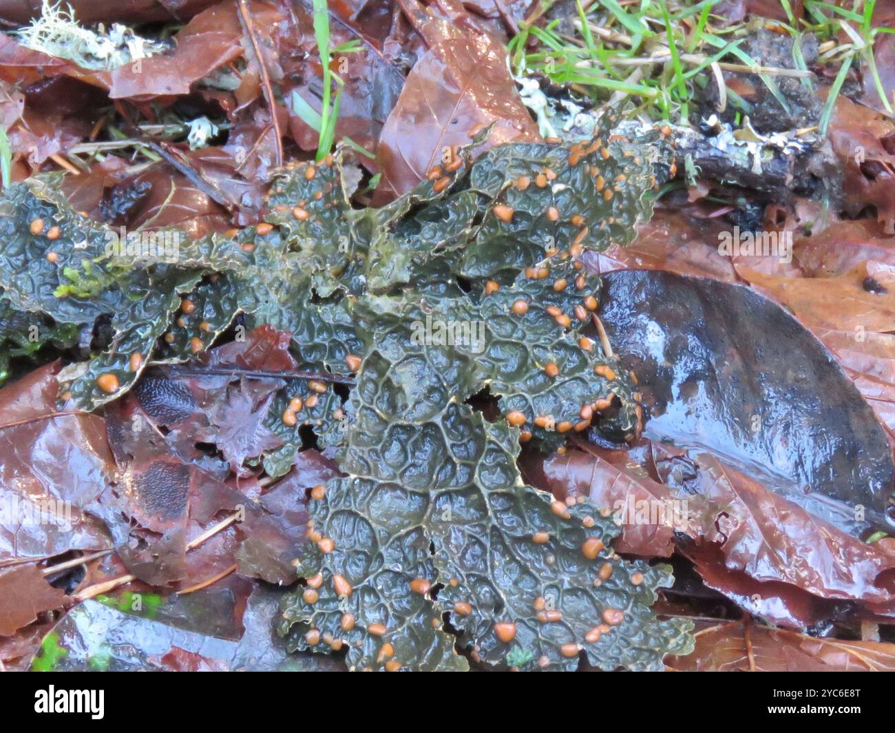 membranous pelt lichen (Peltigera membranacea) Fungi Stock Photo - Alamy