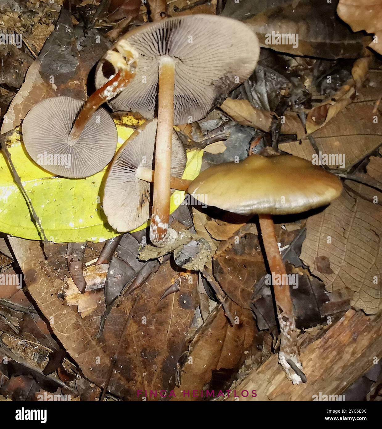 Psilocybe caerulescens hi-res stock photography and images - Alamy